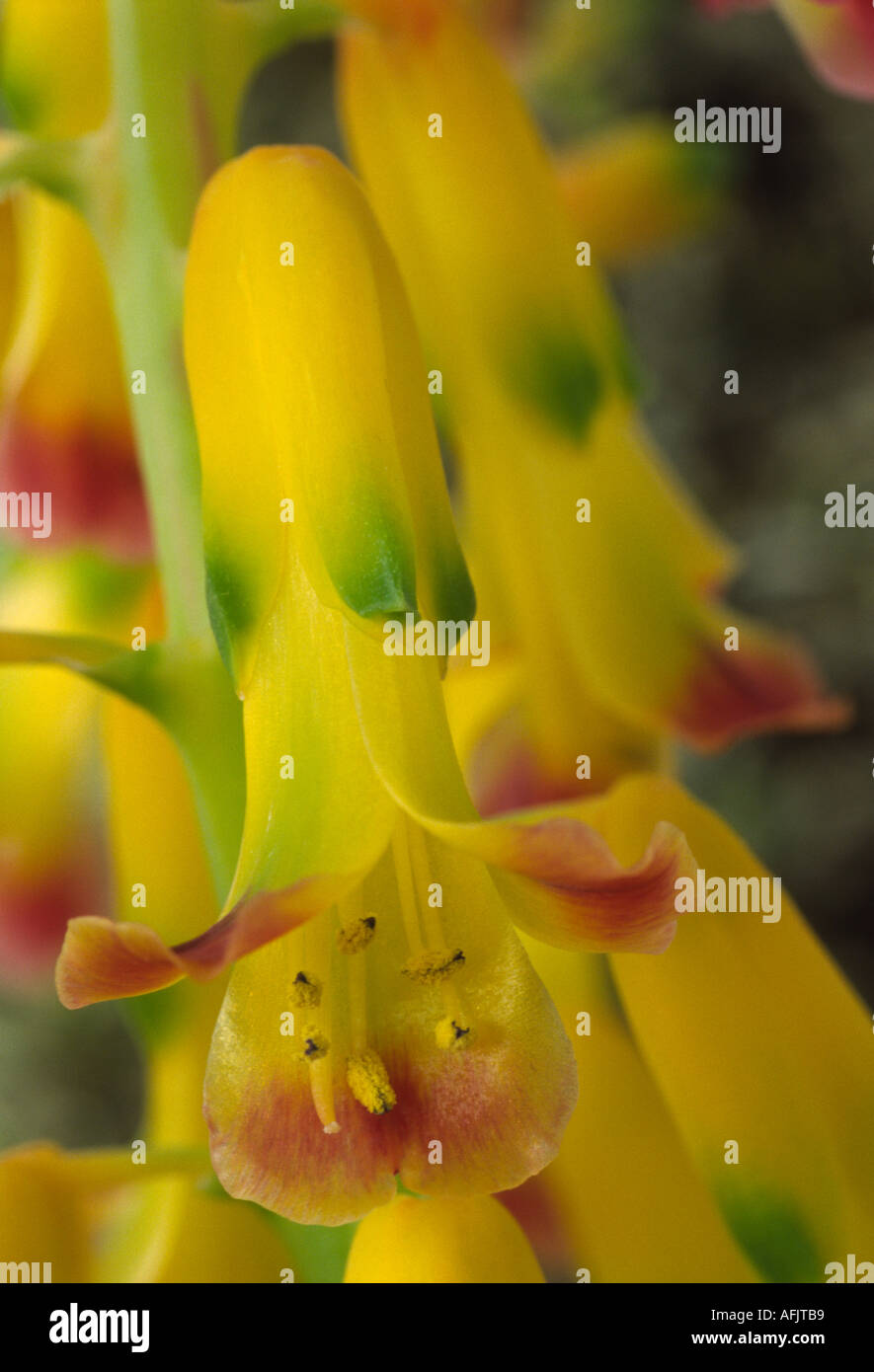 Lachenalia Aloides High Resolution Stock Photography and Images - Alamy