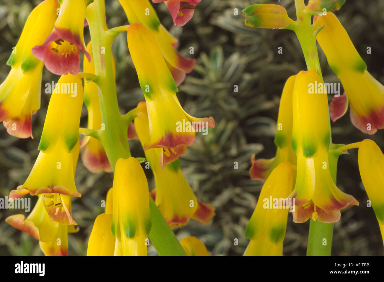 Lachenalia aloides hi-res stock photography and images - Alamy