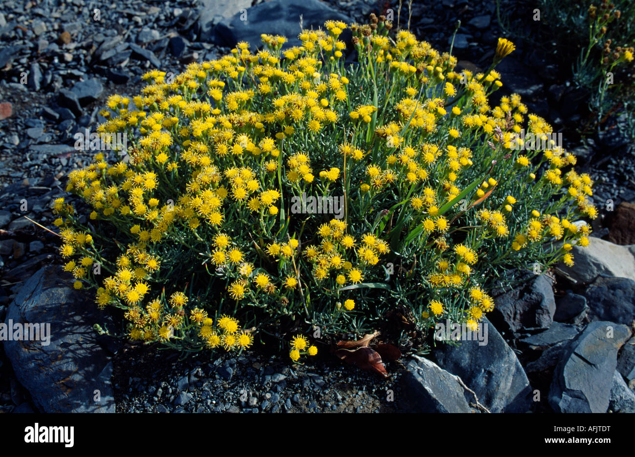 Wild flowers, Torres del Paine National Park, Patagonia, Chile Stock ...