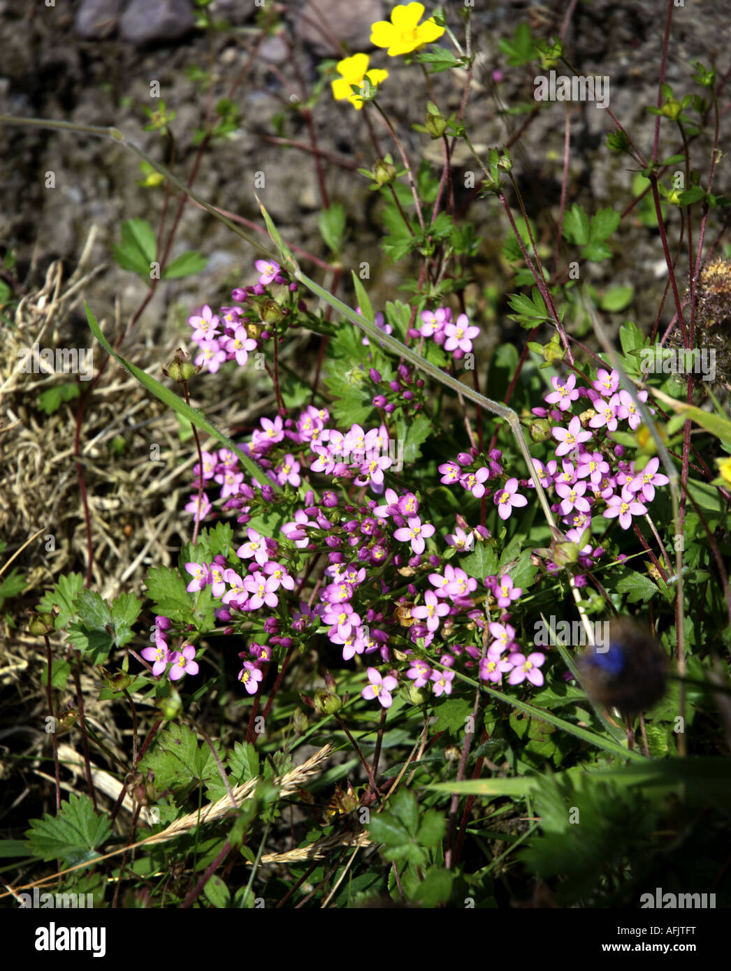 Wild Flowers, County Kerry, Ireland Stock Photo - Alamy