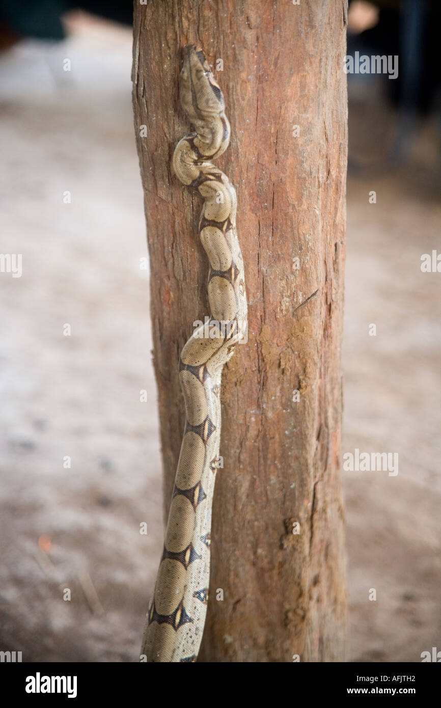 Boa constrictor Boa constrictor Rainforest Ecuador South America Stock ...