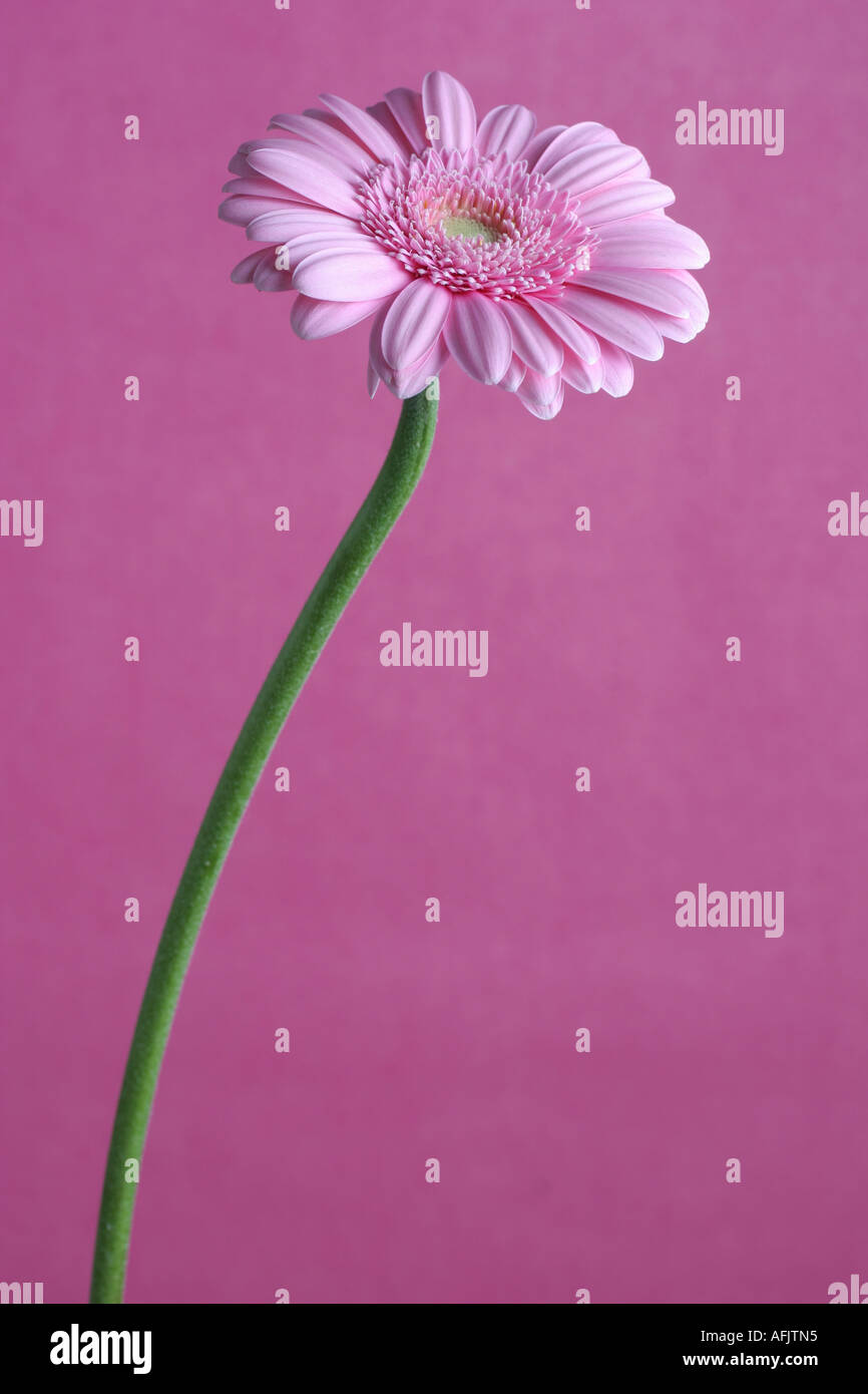 Pink daisy gerbera Cut Out Stock Images & Pictures - Alamy