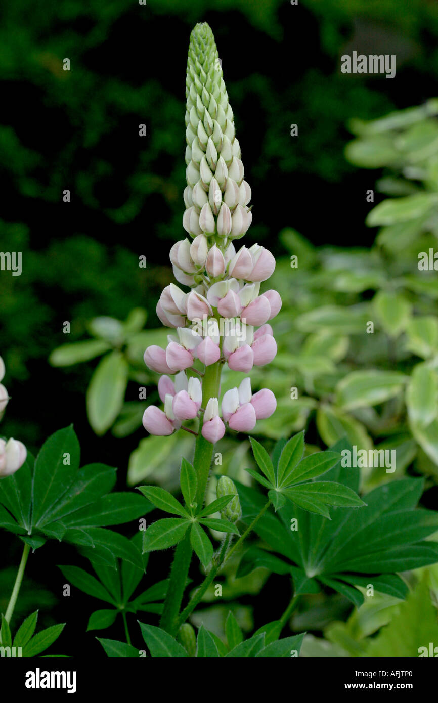 Lupin spire hi-res stock photography and images - Alamy