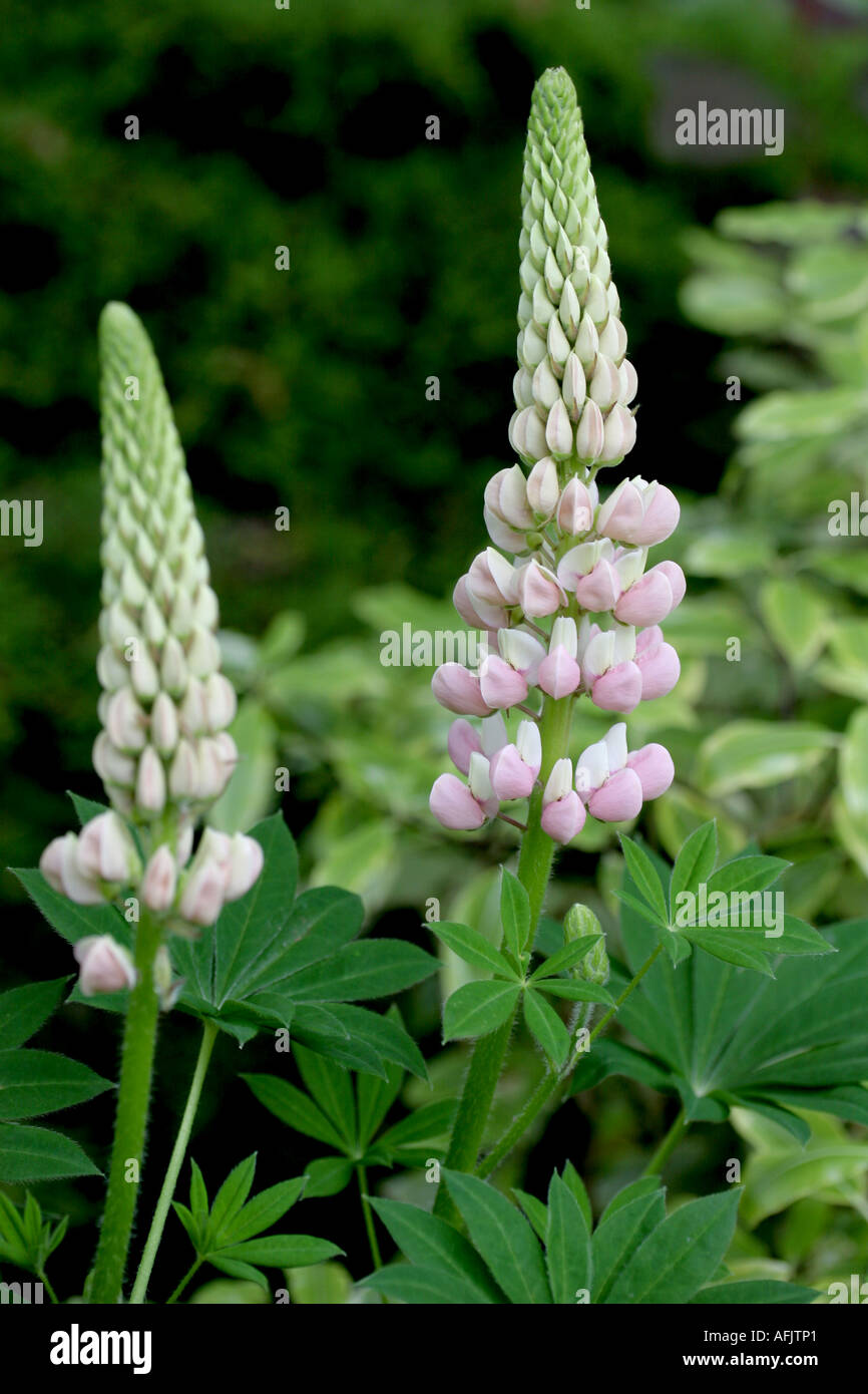 Vertical long stemmed flowers hi-res stock photography and images - Alamy