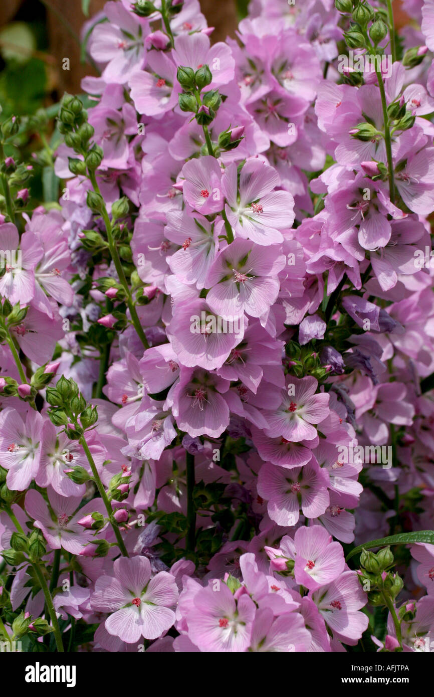 Sidalcea malviflora hi-res stock photography and images - Alamy