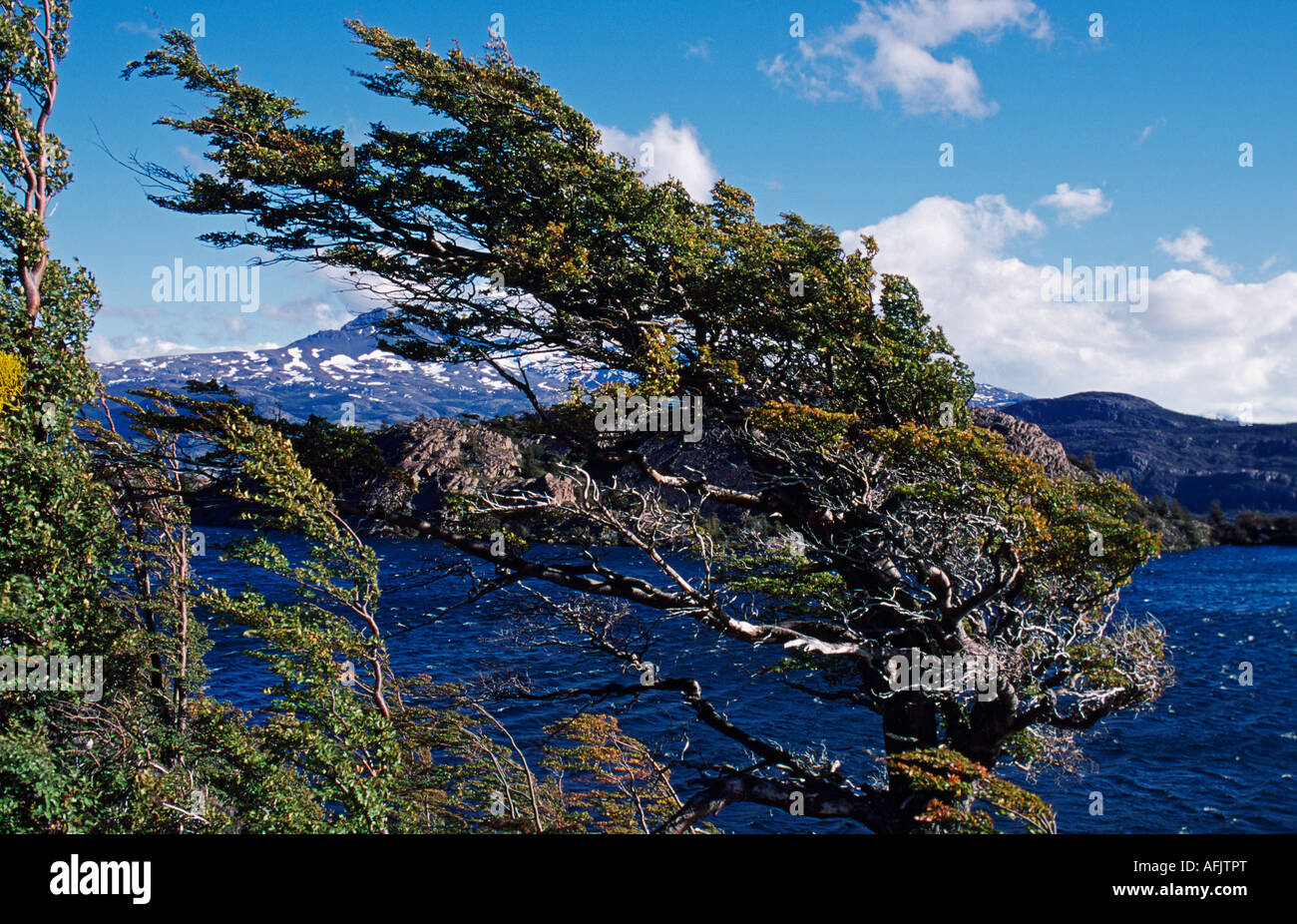 Wind blasted tree, Paine Massif , Torres del Paine National Park ...