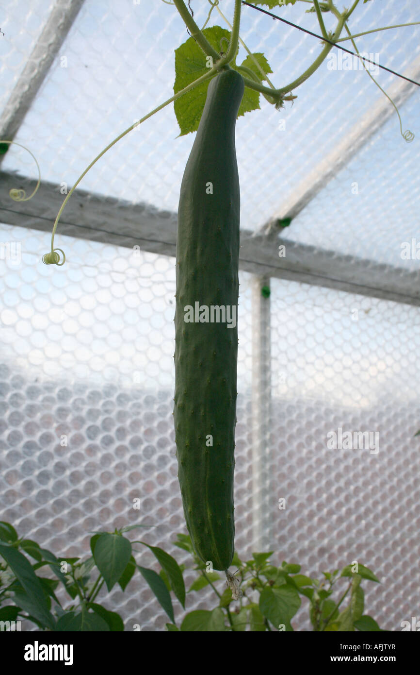 A Cucumber Growing in a Greenhouse Stock Photo - Alamy