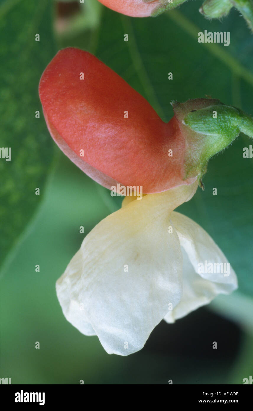 Red and white runner bean flowers hi-res stock photography and images ...