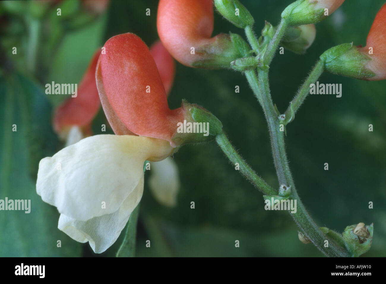 Red and white runner bean flowers hi-res stock photography and images ...