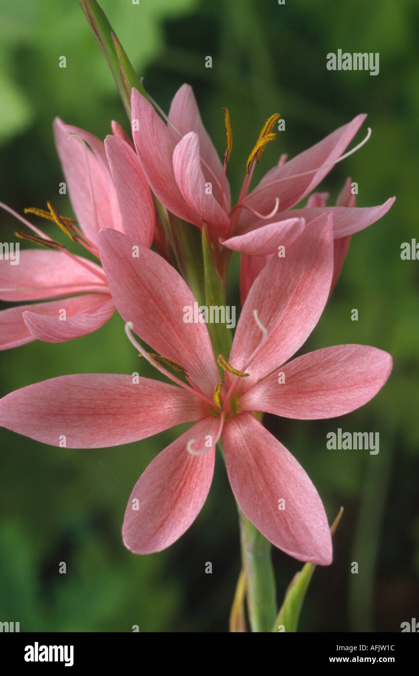 Hesperantha coccinea syn. coccinea 'Fenland Daybreak'. Kaffir lily ...