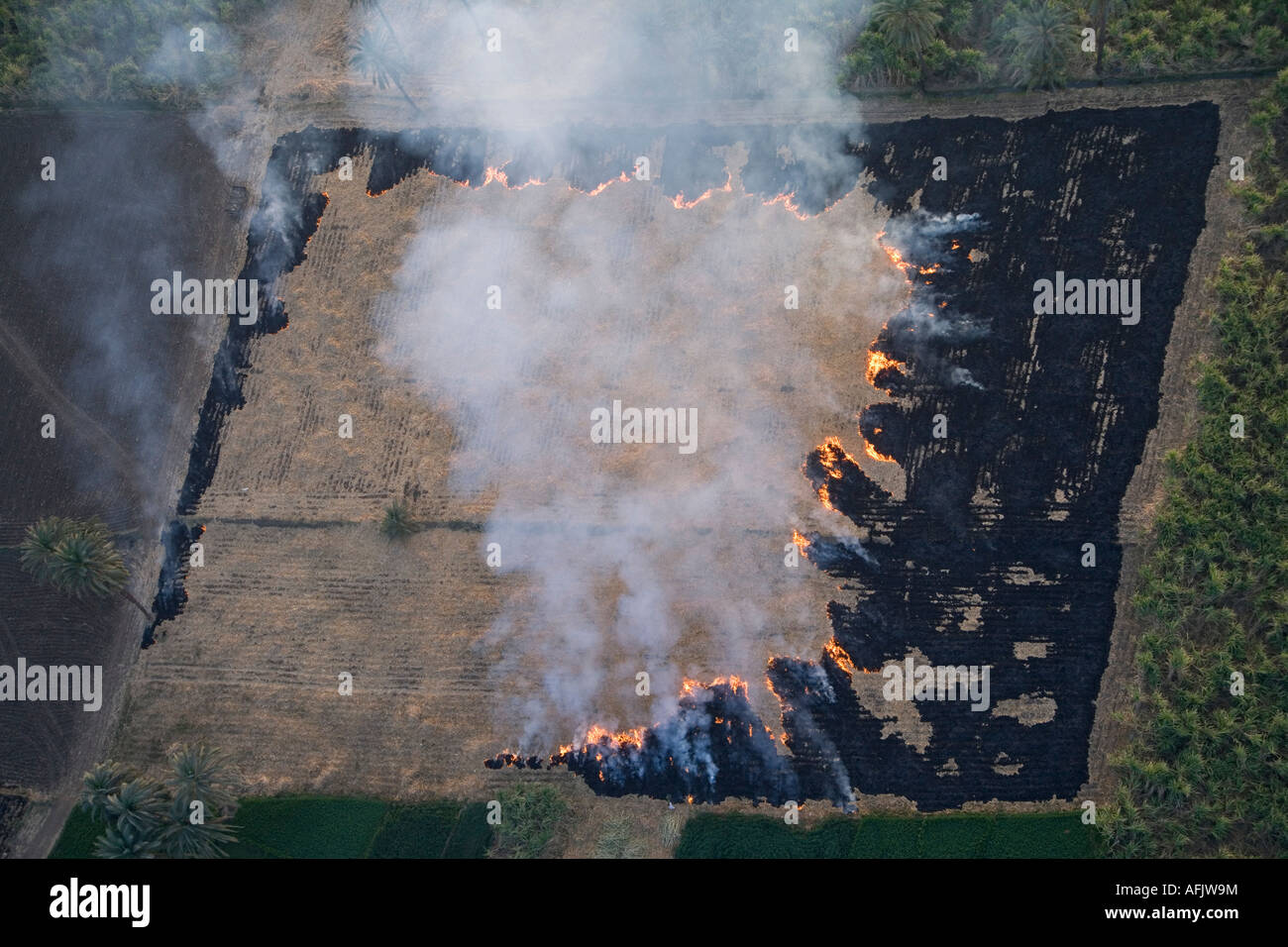 Crop burn egypt hi-res stock photography and images - Alamy