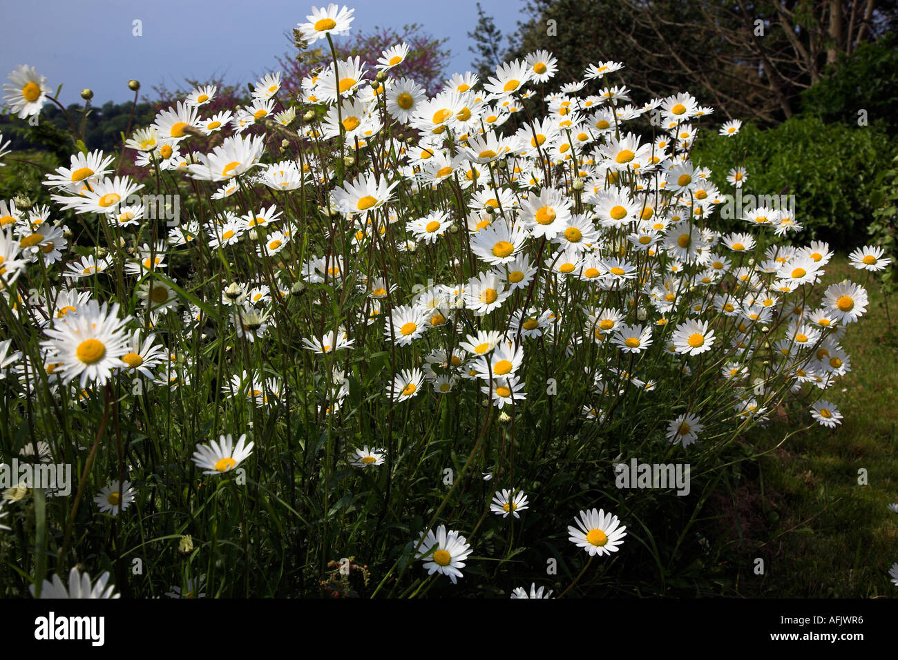 Matricaria perforata hi-res stock photography and images - Alamy