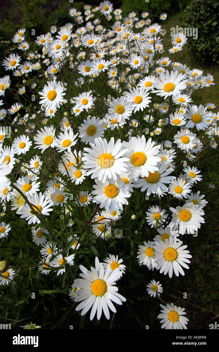 Colourful group of Mayweed (Matricaria perforata) flowers found on the ...