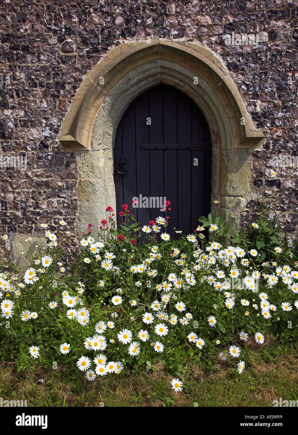 Mayweed (Matricaria perforata) Growing in a church doorway in Alfriston ...