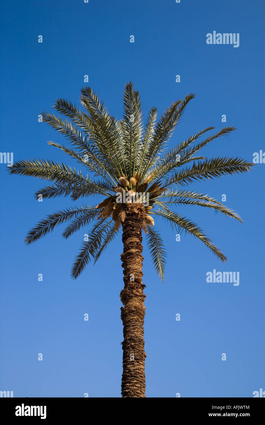 Palm tree growing in Karnak Temple Luxor Egypt Stock Photo - Alamy