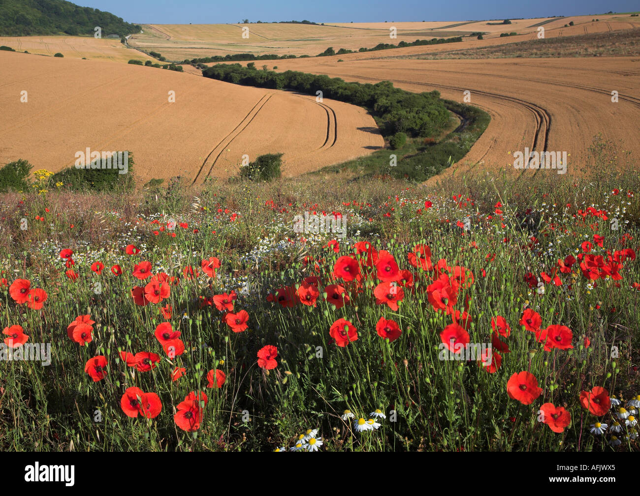Landscape scene of Poppies (Papaver rhoeas), wildflower and wheat ...