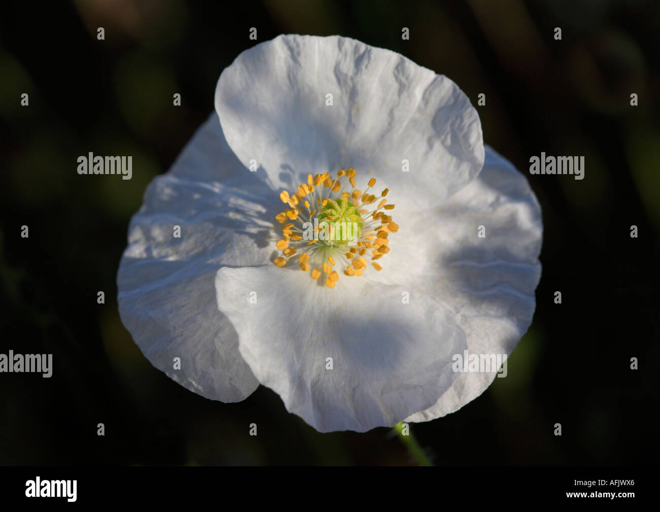 White Poppy (Papaver.somniferum) West Sussex UK Stock Photo - Alamy