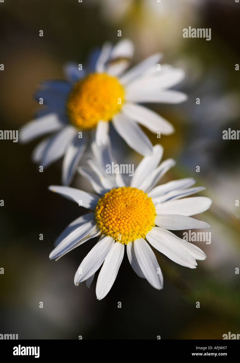 Matricaria perforata hi-res stock photography and images - Alamy