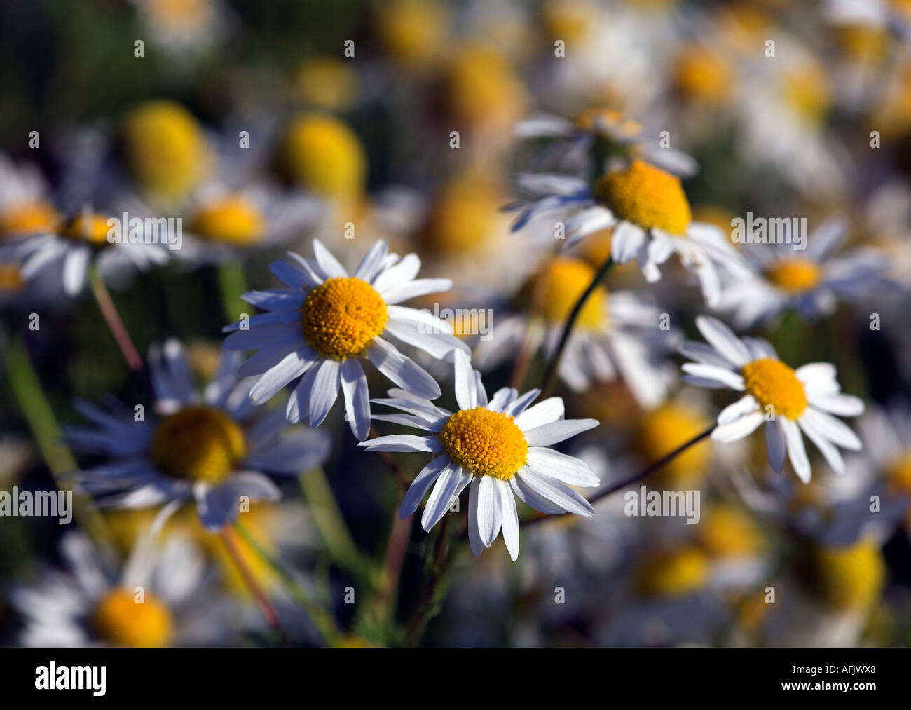 Mayweed (Matricaria perforata) found in the Sussex countryside Stock ...