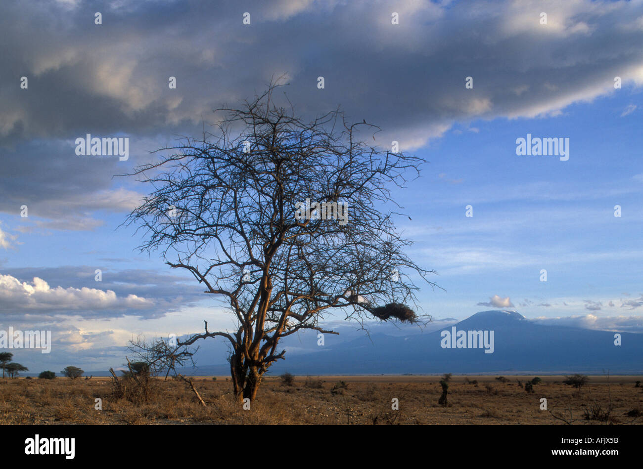 Mount kilimanjaro acacia trees hi-res stock photography and images - Alamy