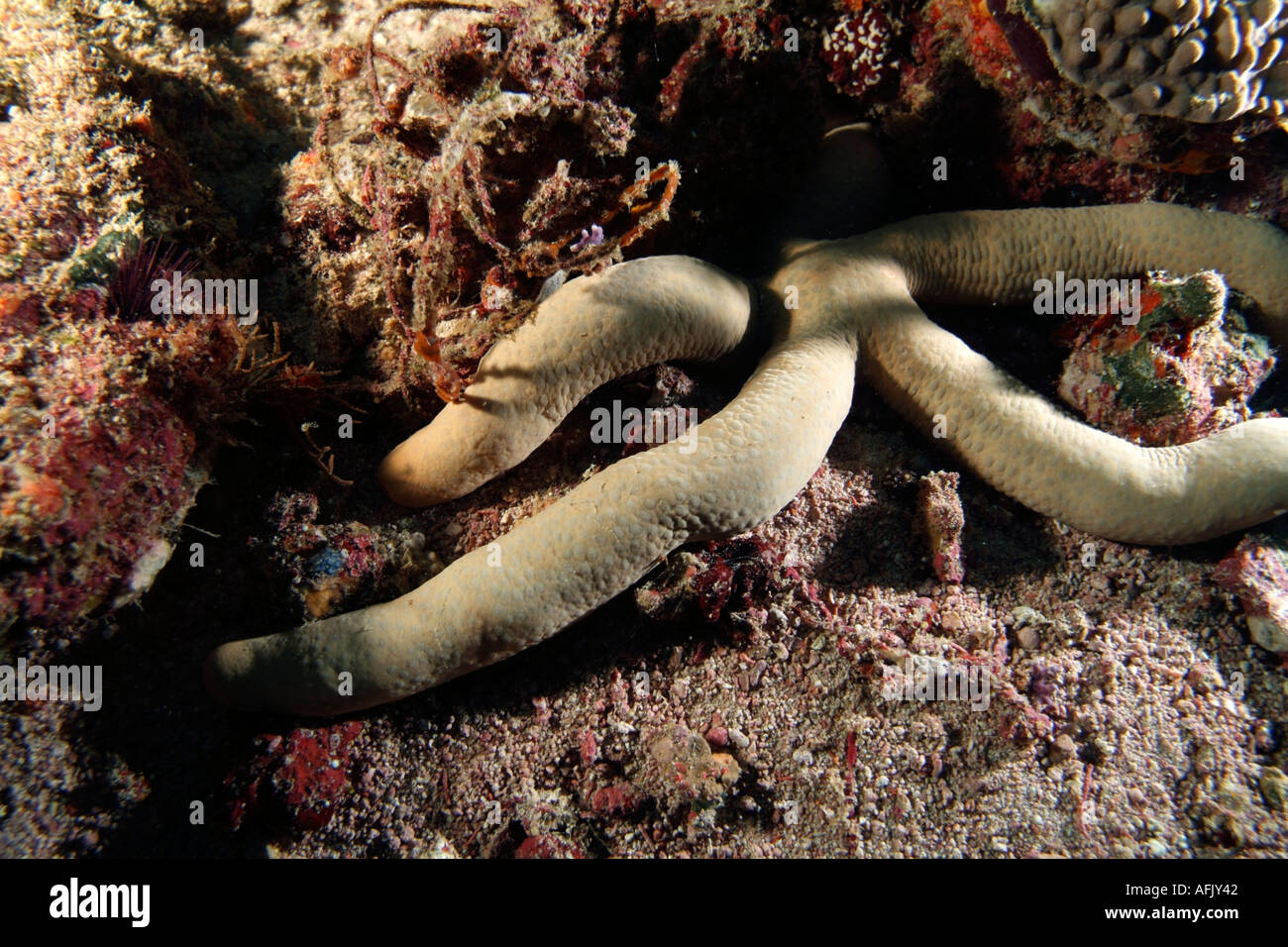 Maldives North Male Atoll Back Faru Guilding Sea Star Linckia Guildingi ...