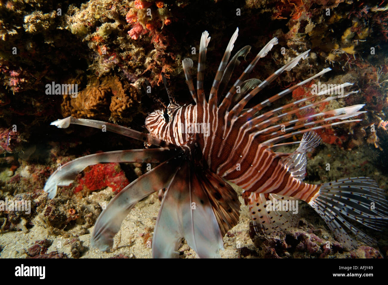 Lionfish north male atoll hi-res stock photography and images - Alamy