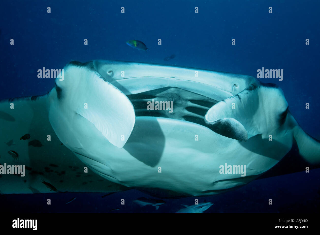 Giant manta ray eye hi-res stock photography and images - Alamy