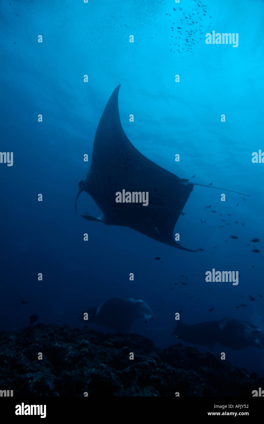 Maldives three giant manta ray manta birostris Stock Photo - Alamy