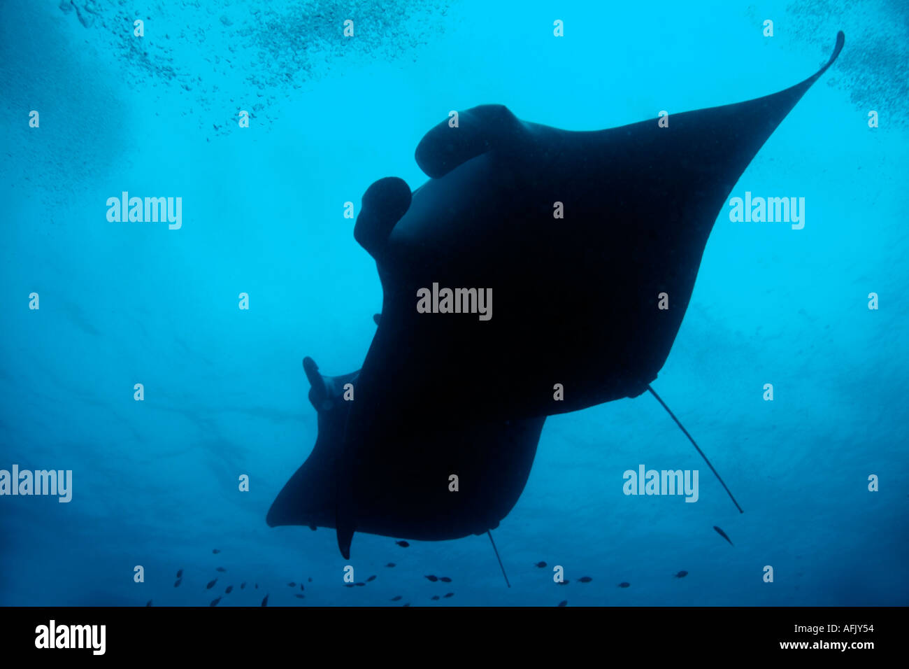 Manta rays pair rays hi-res stock photography and images - Alamy