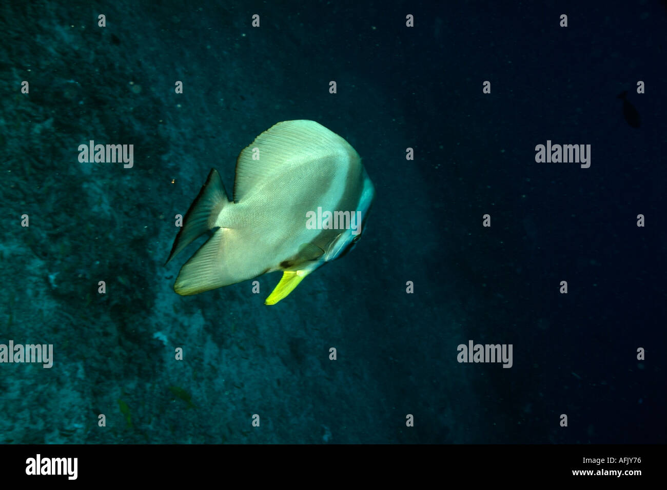 Tail fin batfish hi-res stock photography and images - Alamy