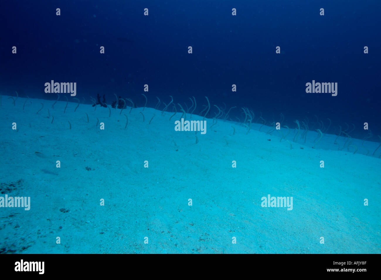 Group of Spaghetti Eels (Gorgasia maculata) on the ocean floor ...