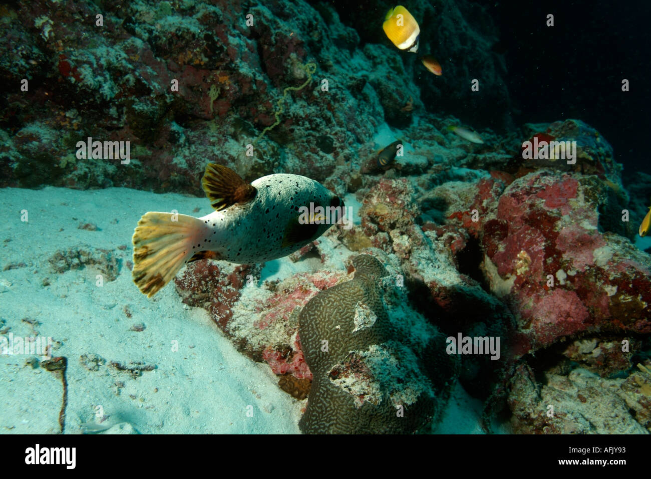Maldives Baa Atoll Darajandhoo Black Spotted Pufferfish Arothron ...