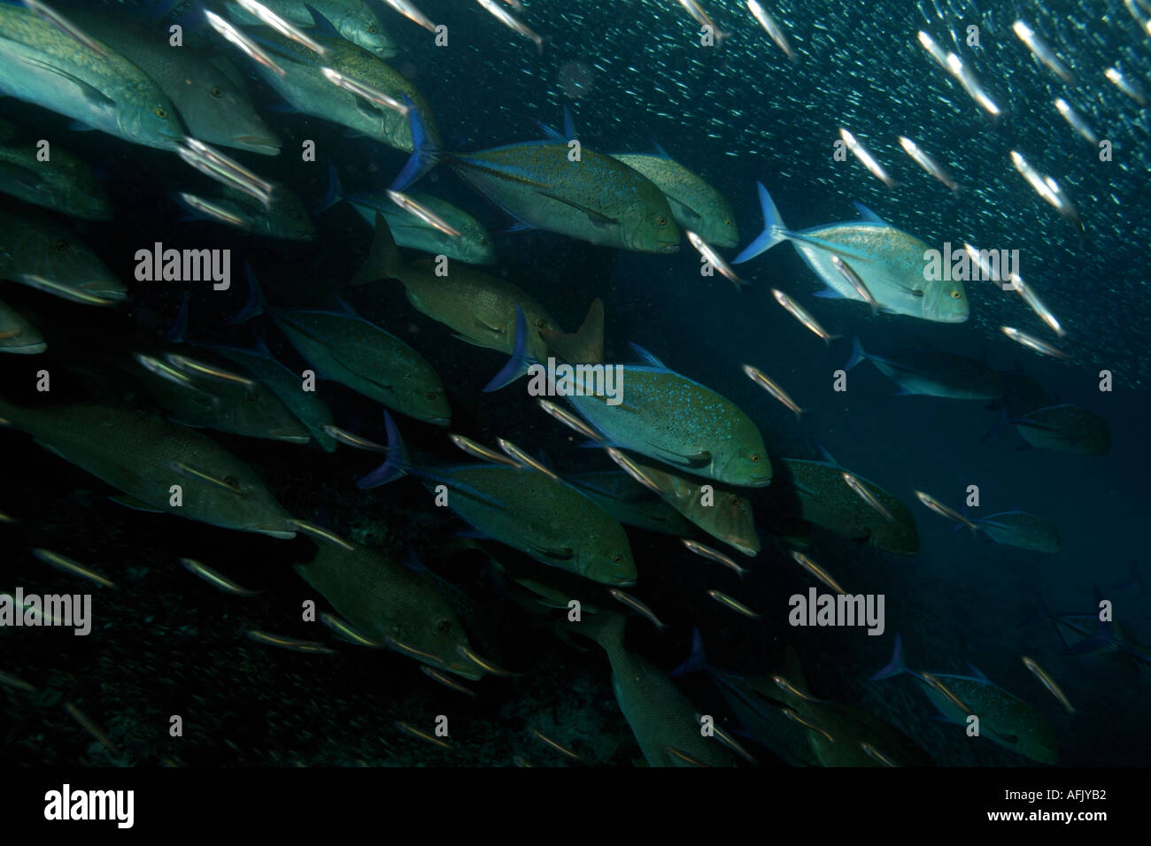 Maldives baa atoll nelivaru a school of blue fin jack caranx melampygus ...