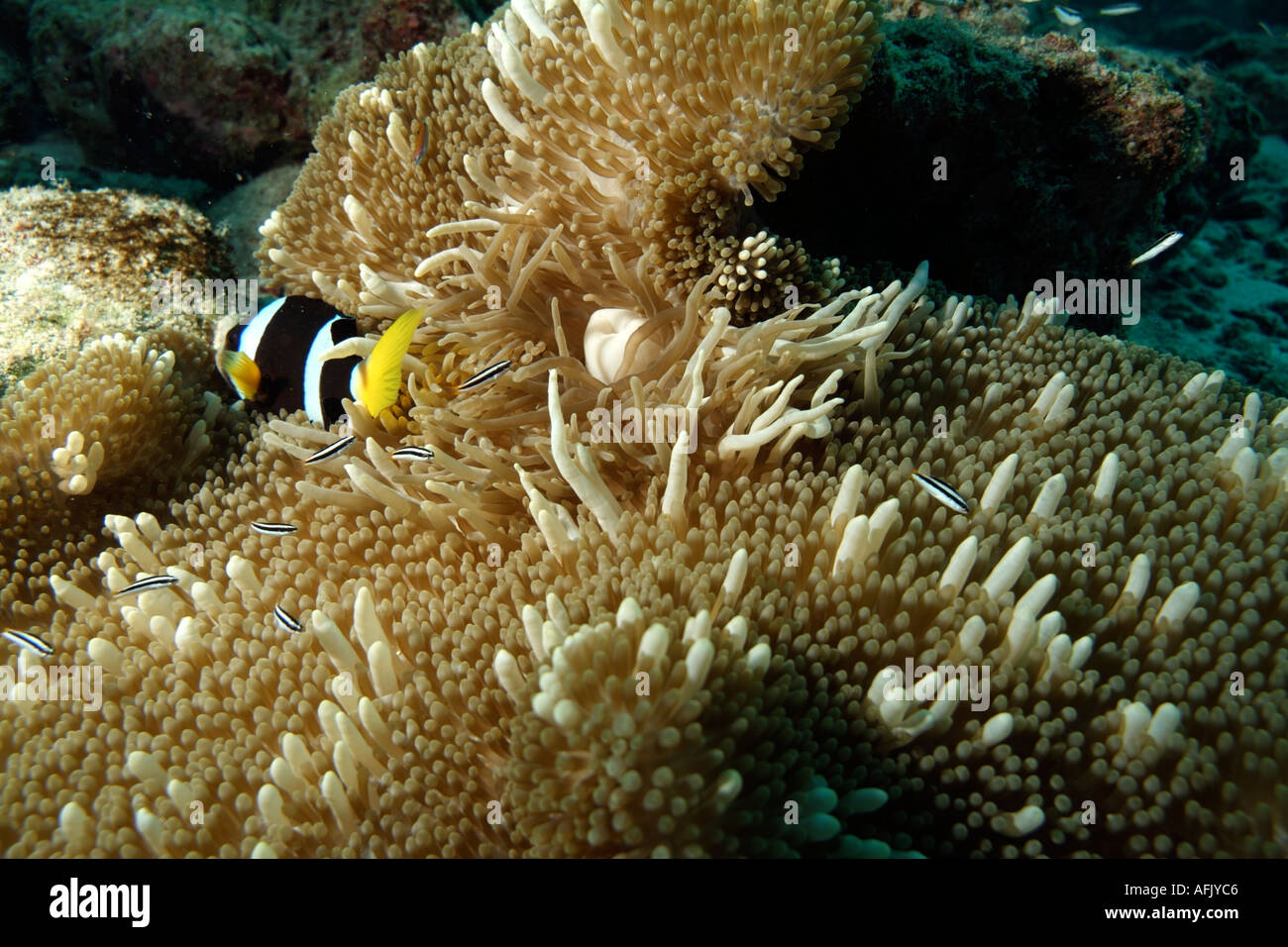 Maldives Baa Atoll Nelivaru A Haddon Anemone Stichodactyla Haddoni ...