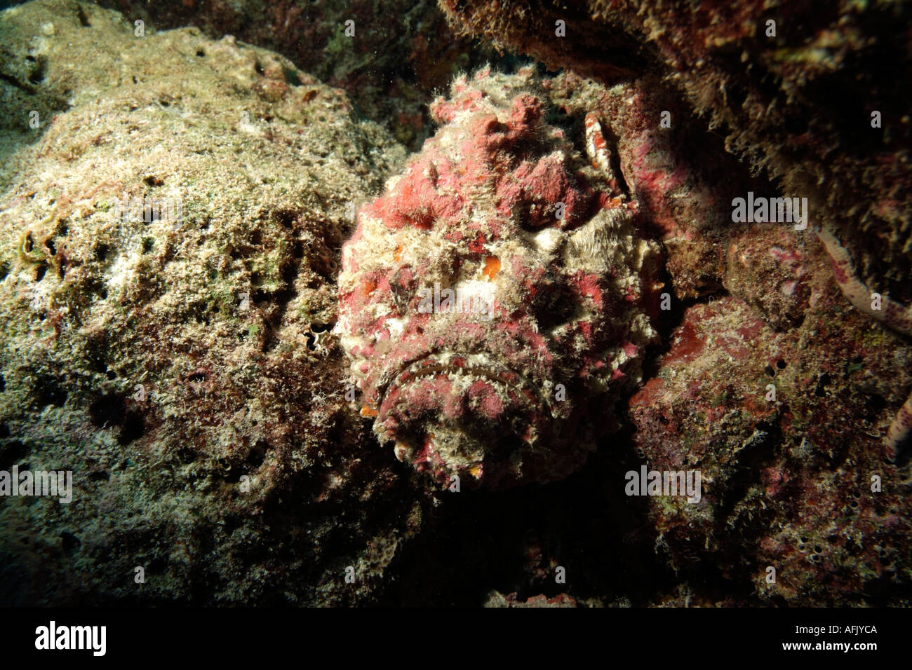 Maldives Baa Atoll Nelivaru A Reef Stonefish Synanceia Verrucosa Stock ...