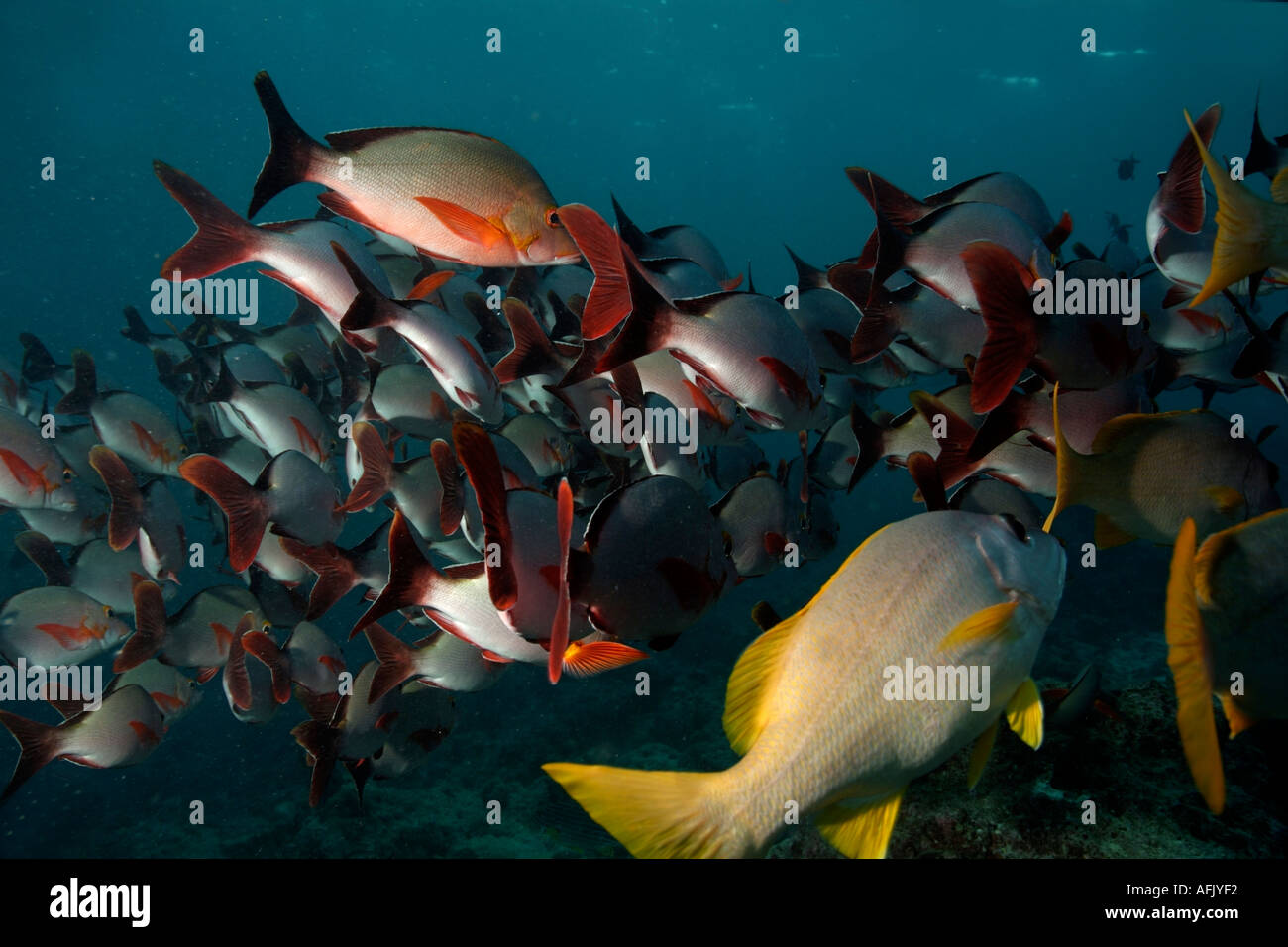 Humpback red snapper lutjanus gibbus hi-res stock photography and ...