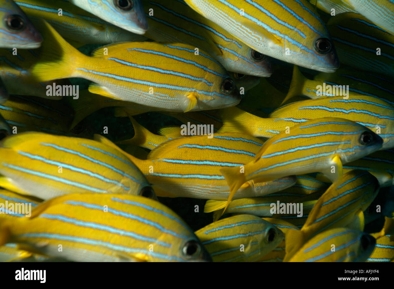 Blue Stripe Snapper Size