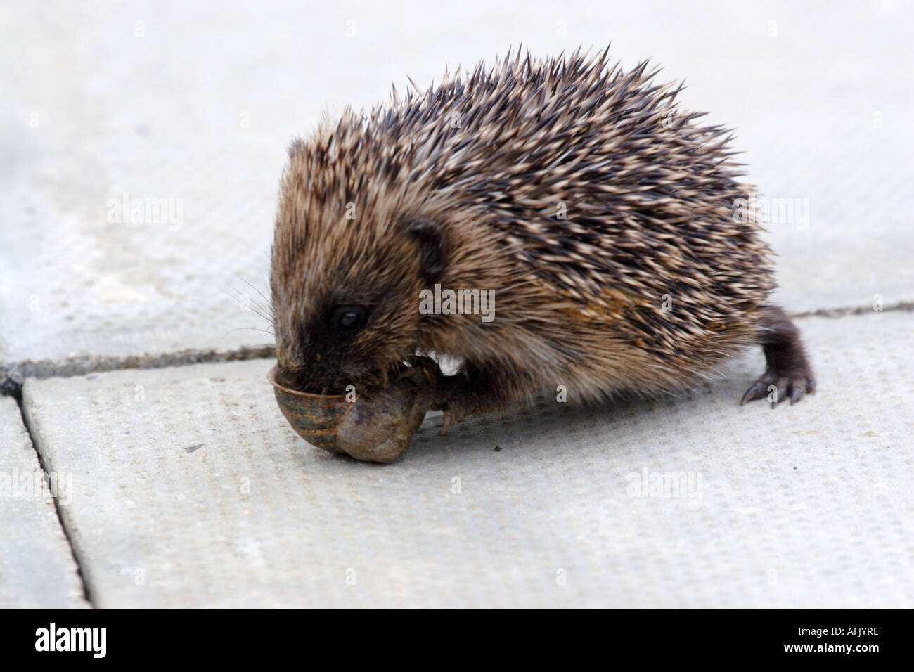 Baby hedgehog eating hi-res stock photography and images - Alamy