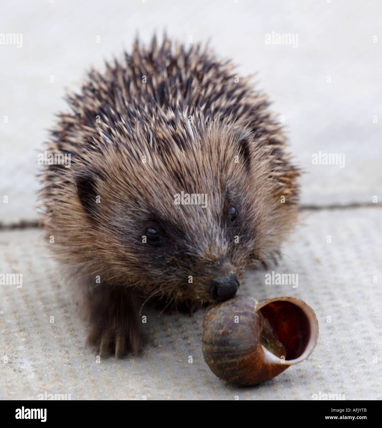 Baby hedgehog eating hi-res stock photography and images - Alamy