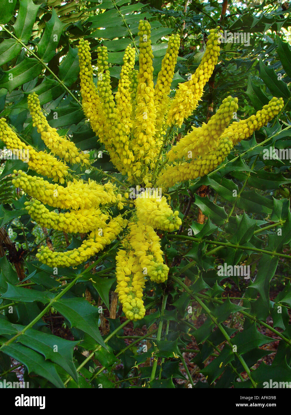Mahonia lomarifolia Evergreen flowering shrub with green glossy foliage ...