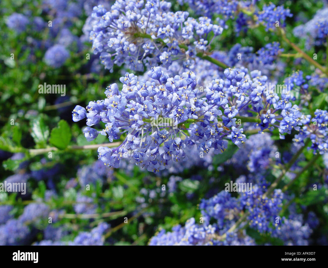 Ceanothus Autumnal Blue Evergreen flowering shrub Stock Photo - Alamy