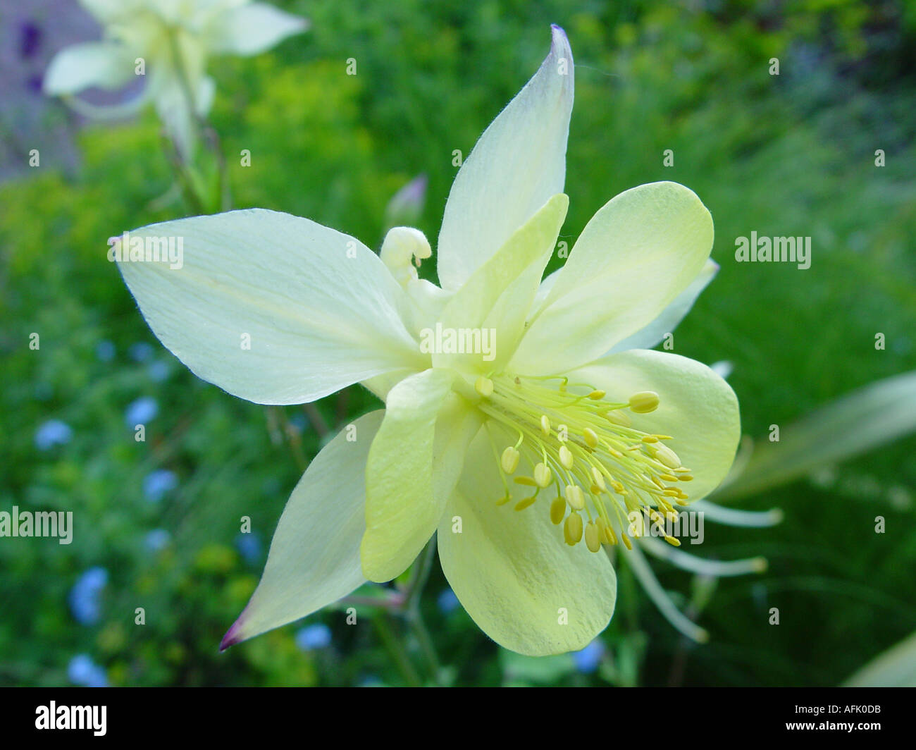 Pale yellow hi-res stock photography and images - Alamy