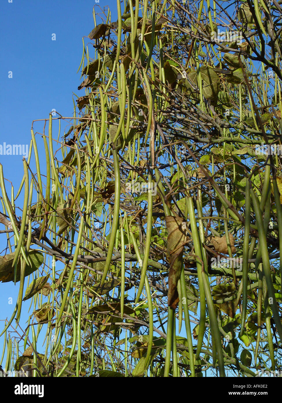 Catalpa bignonioides beans Stock Photo - Alamy