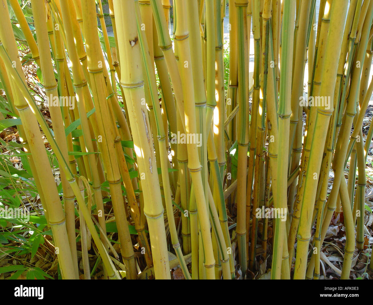Phyllostachys aureosulcata Spectabilis Bamboo stems Stock Photo - Alamy