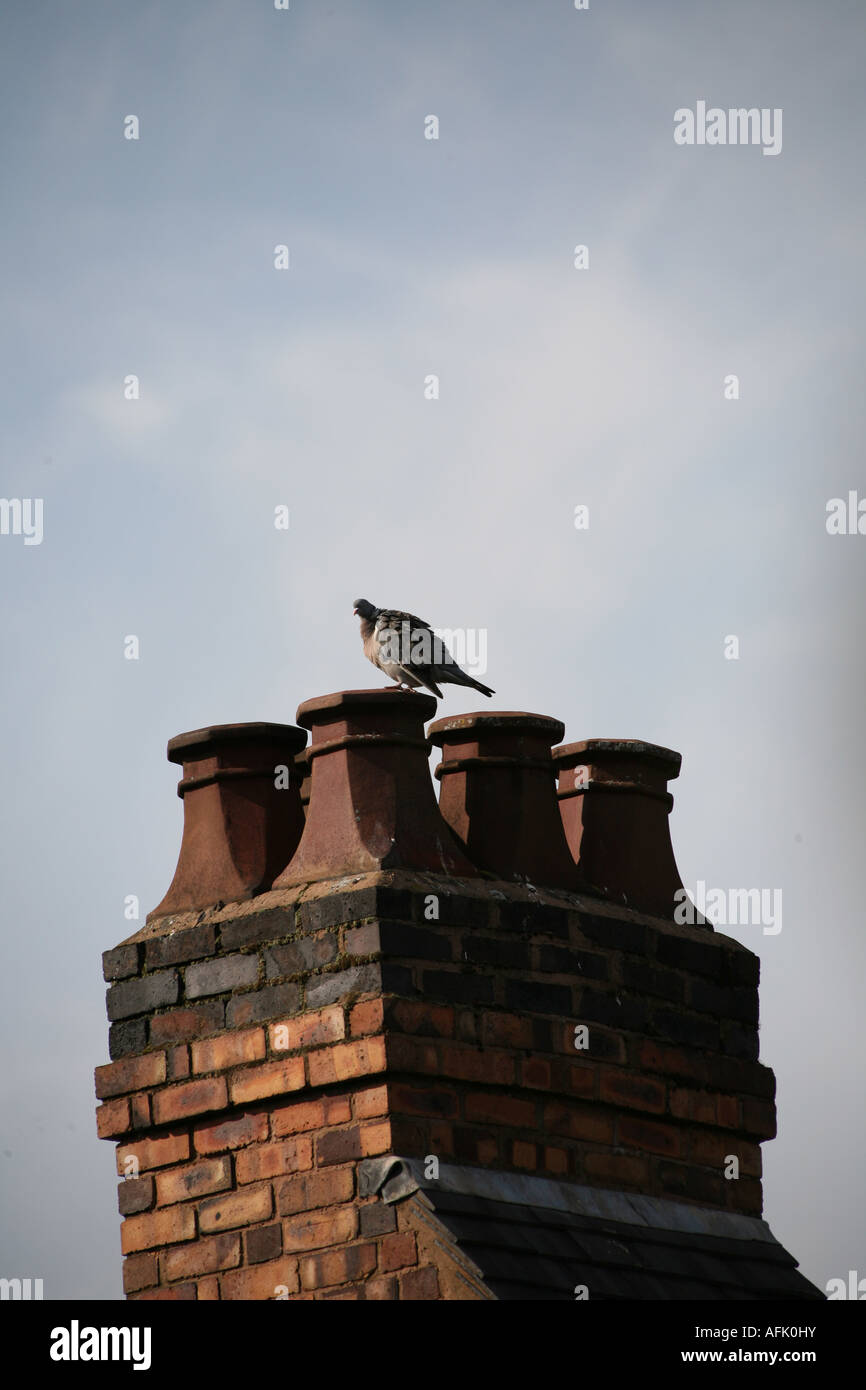 Pigeon on Chimney Pot 001 Stock Photo - Alamy