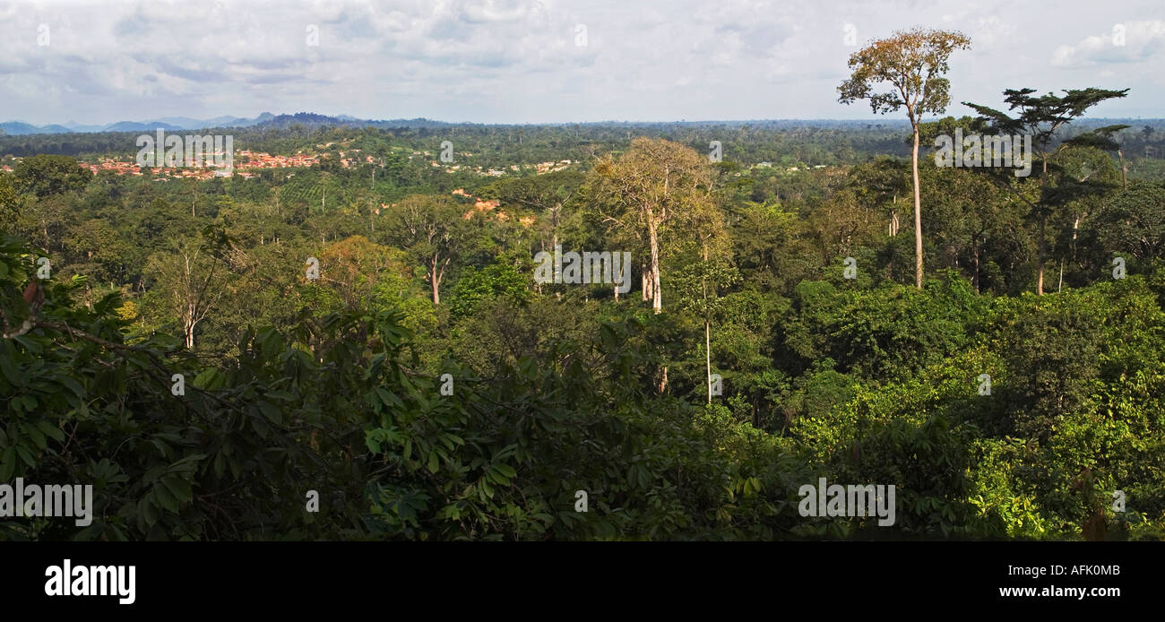 African Tropical Rainforest, Ghana, West Africa Stock Photo - Alamy