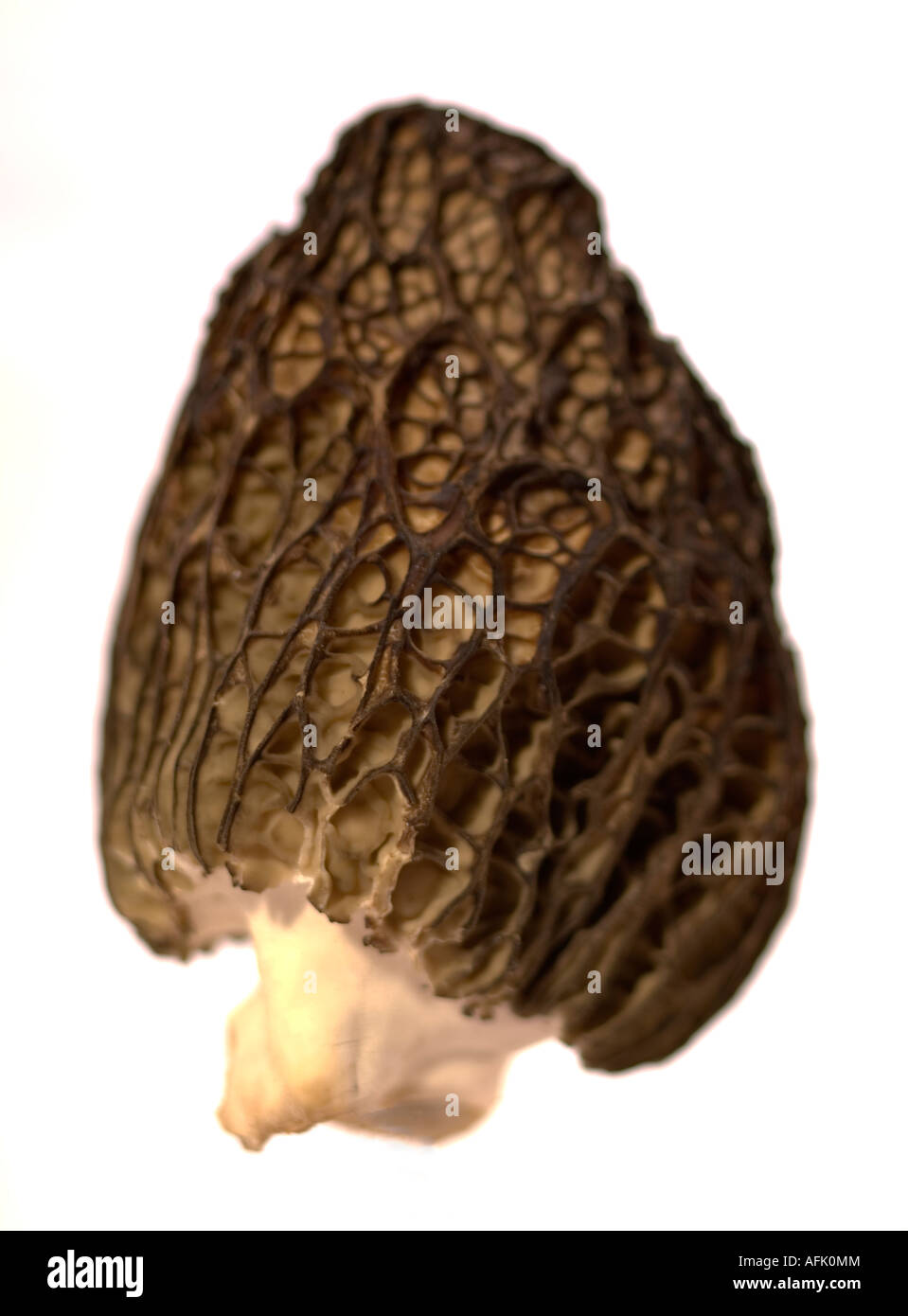 Morrel hi-res stock photography and images - Alamy