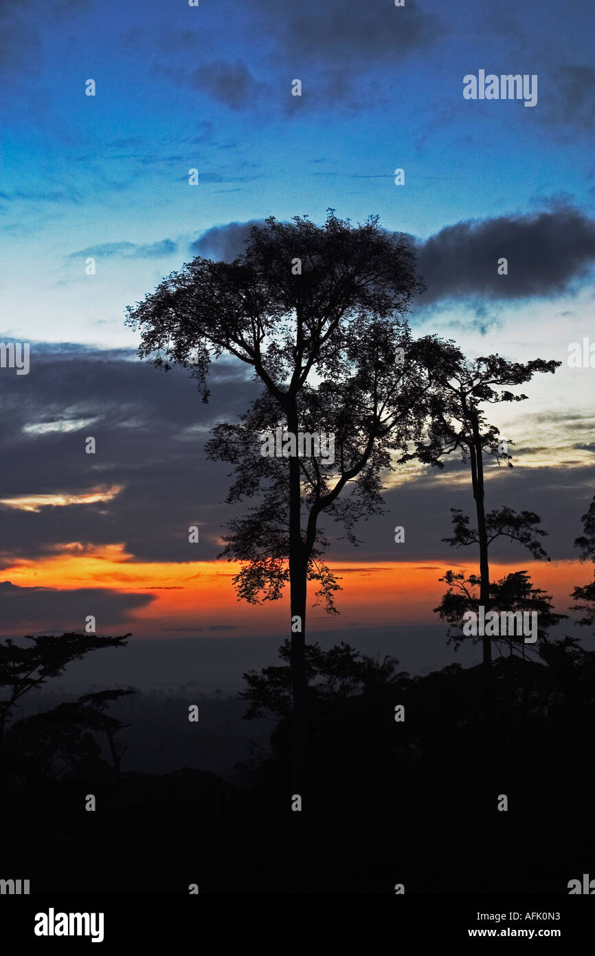 Dawn over Tropical African Rainforest with mist clearing, Ghana, West ...