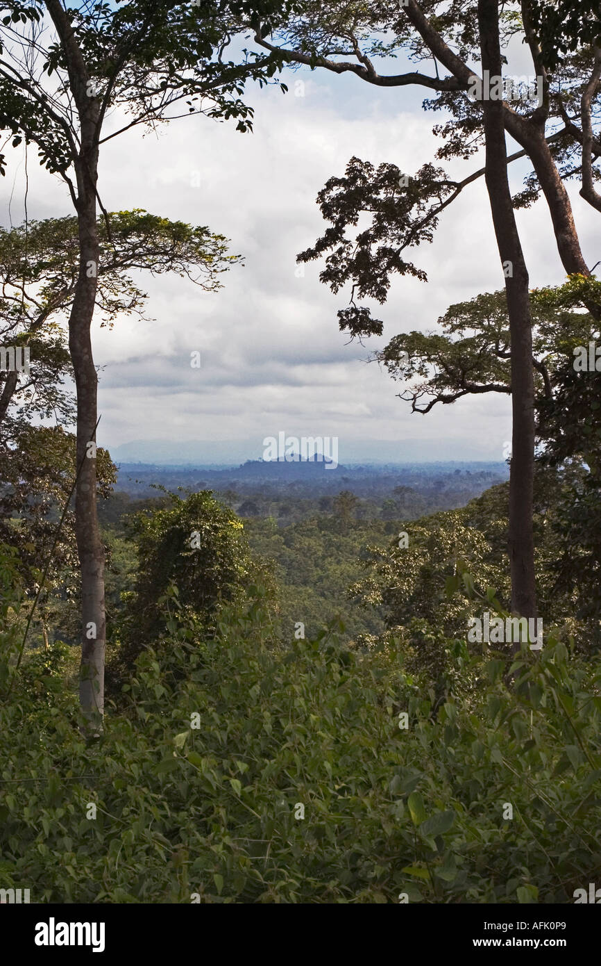 African Tropical Rainforest, Ghana, West Africa Stock Photo - Alamy