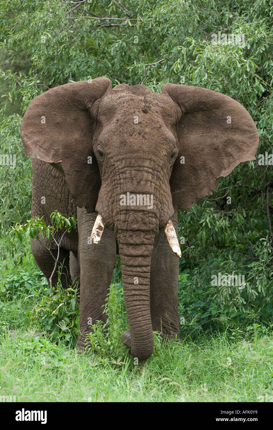Front view of a male elephant ears flapping in the bush at Lake Manyara ...